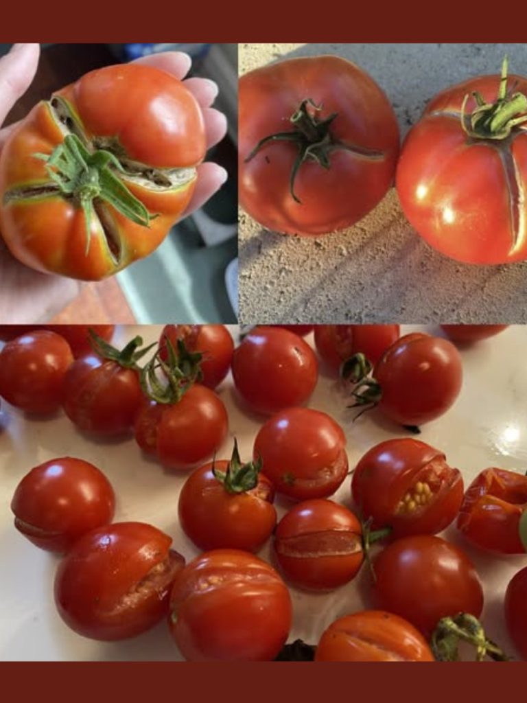 Why Tomatoes Split – And How to Keep Your Harvest Intact – Best Recipes