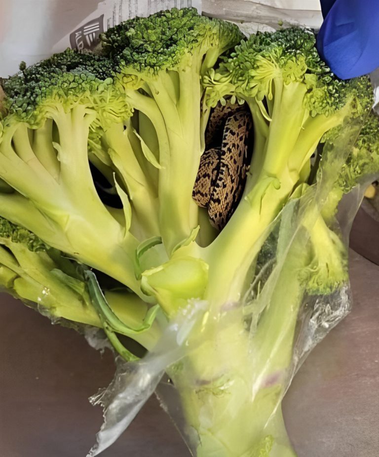 A surprising find in a bag of broccoli from Aldi – a culinary adventure ...